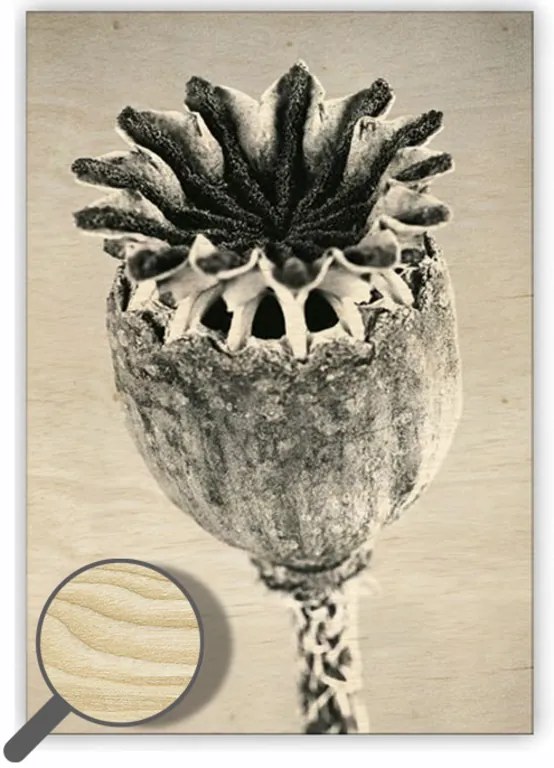 Helma 365, Dřevěný moderní obraz na stěnu Vlčí máky (Poppyhead), černobílý obraz