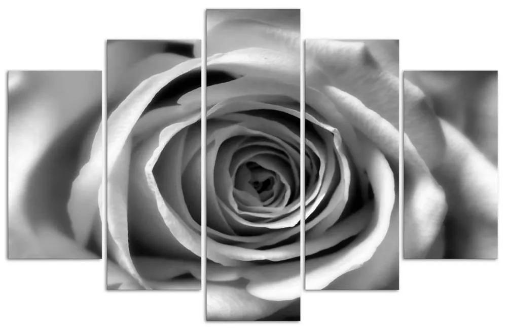 Gario Obraz na plátně Květ růže - 5 dílný Rozměry: 100 x 70 cm