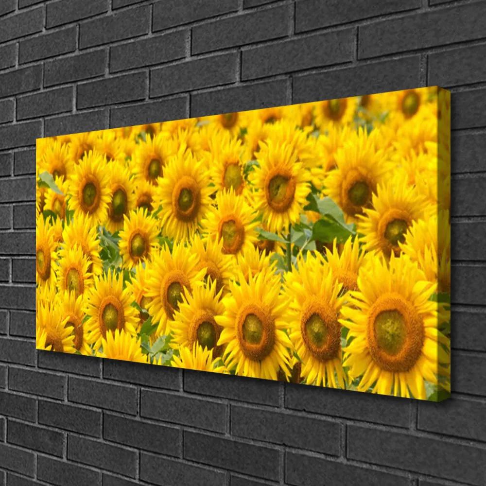 Obraz na plátně Slunecznice Rostlina 140x70 cm
