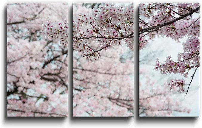 3- dílný obraz 120x80 - Květy třešně - Sablo.cz