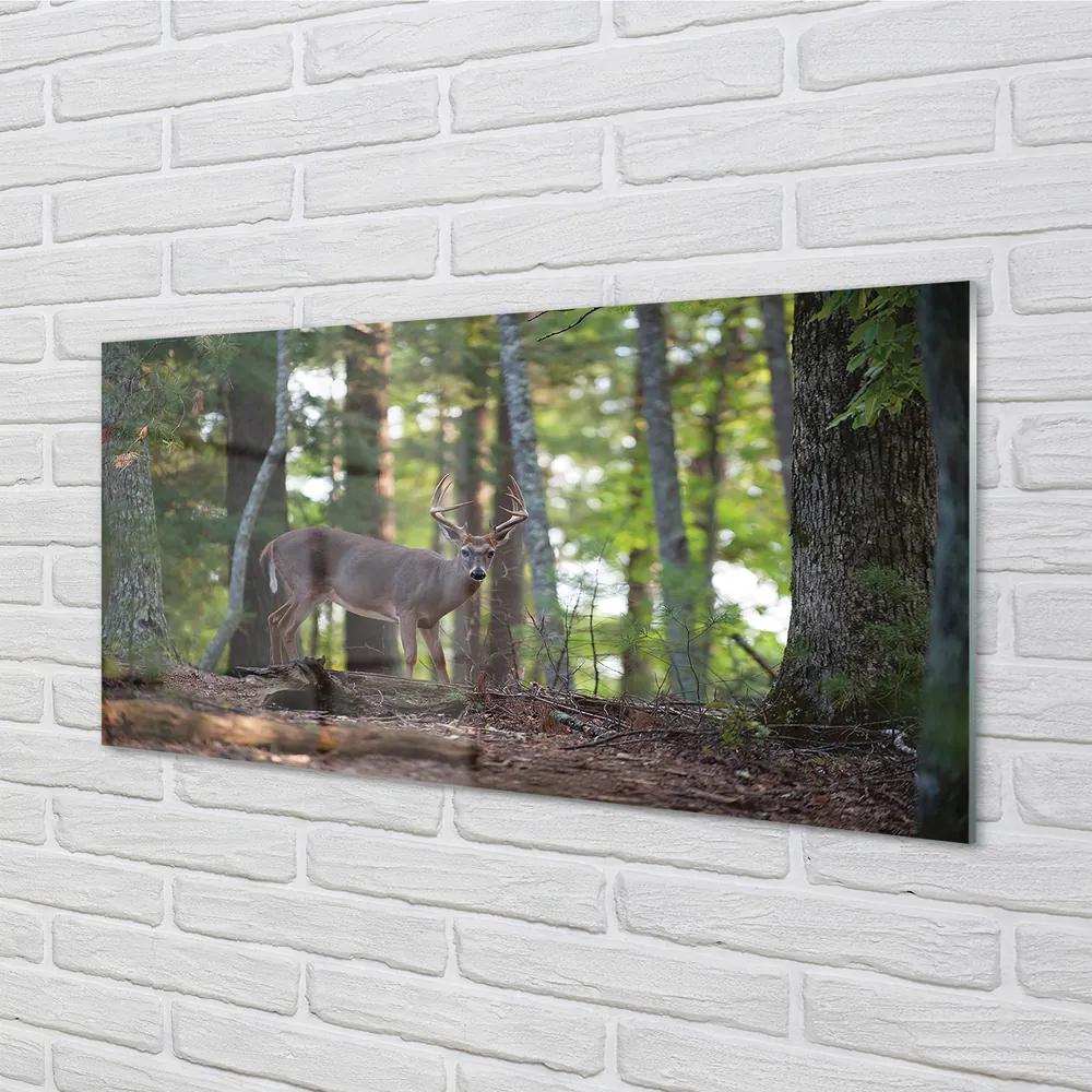 akrylový obraz jelen lesní 125x50 cm