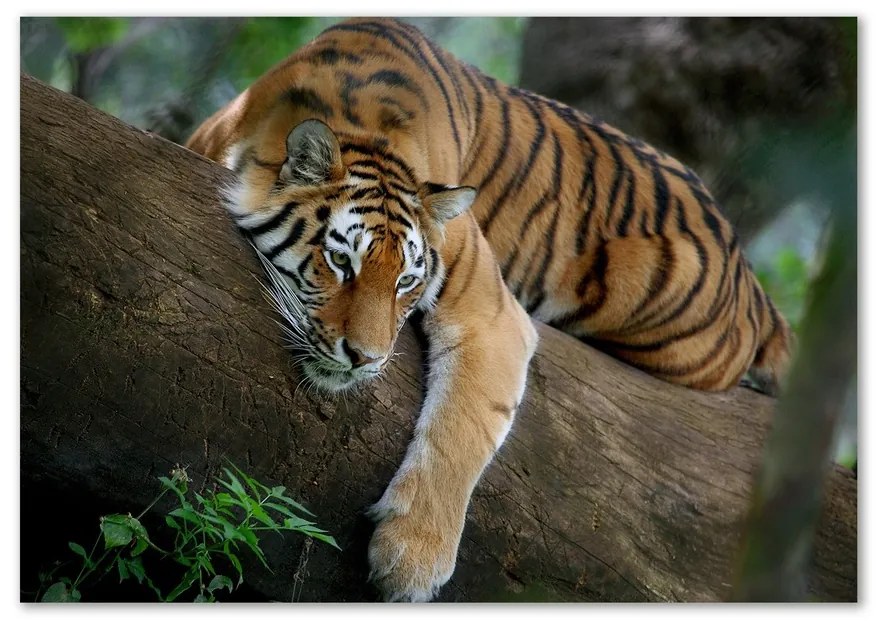 Wallmuralia Foto obraz skleněný svislý Tygr na stromě 100x70 cm