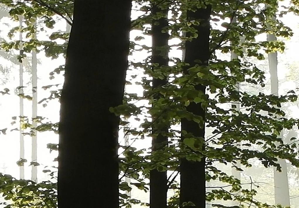 Pětidílný obraz les + háčky a hřebíčky ZDARMA Velikost (šířka x výška): 100x50 cm