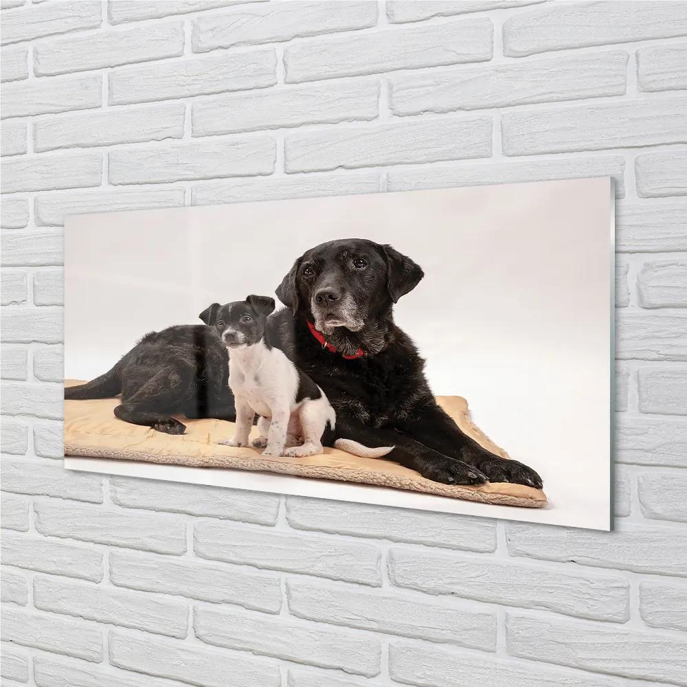 akrylový obraz ležící psi 100x50 cm