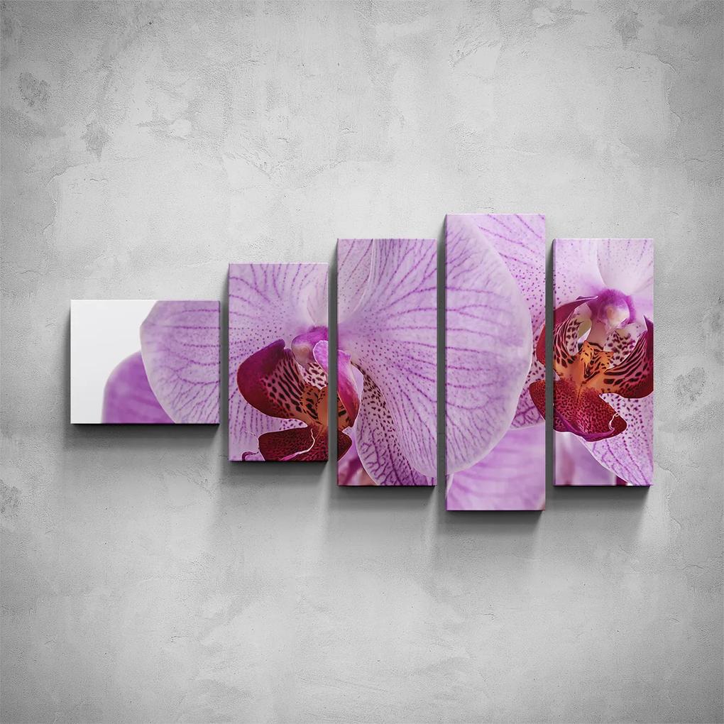 5-dílný obraz - Detail orchideje - PopyDesign