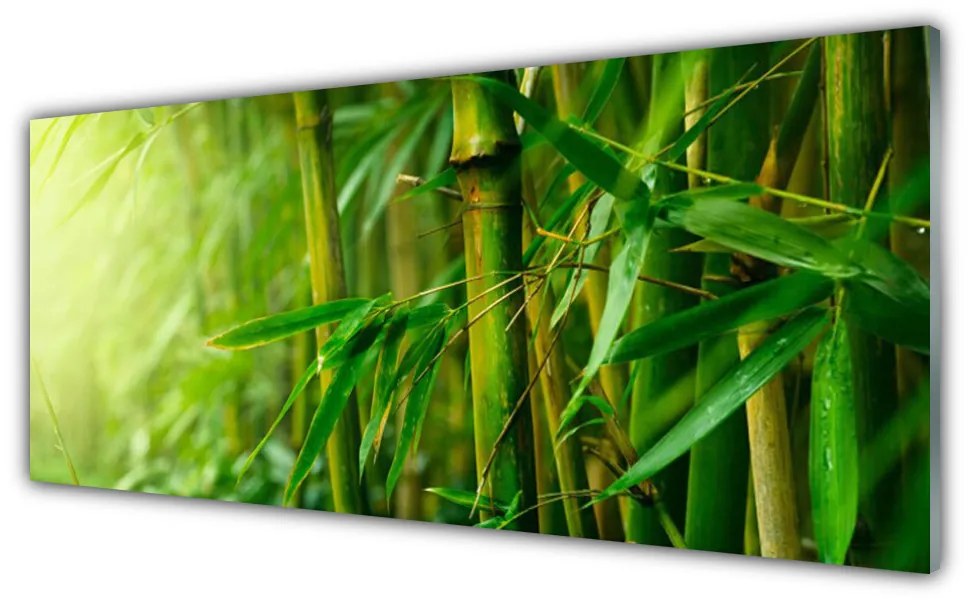 akrylový obraz Bambus Stonky Rostlina 125x50 cm