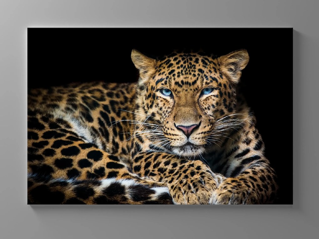 Liox Obraz leopard Rozměr: 150 x 100 cm