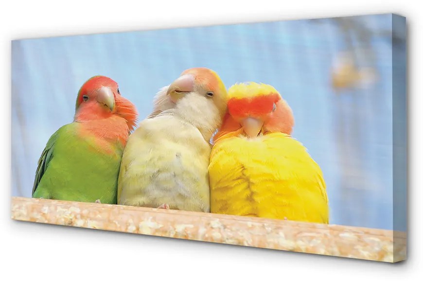 Obrazy na plátně barevný papoušek 100x50cm