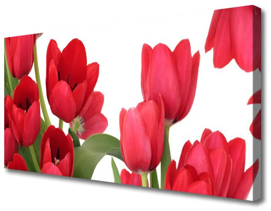 Obraz na plátně Tulipány Květiny Rostlina 100x50 cm