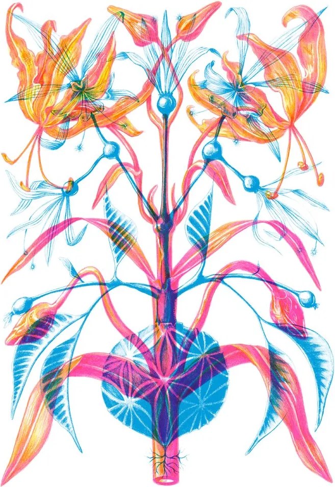 Filip Šenkeřík | Hybrid II – Lilencyclia Liliaceum Rám: Bílý, Velikost: 100 x 70 cm