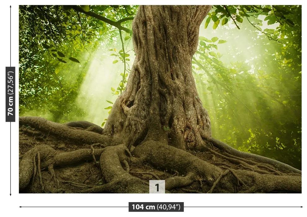 Fototapeta Velké kořeny stromů