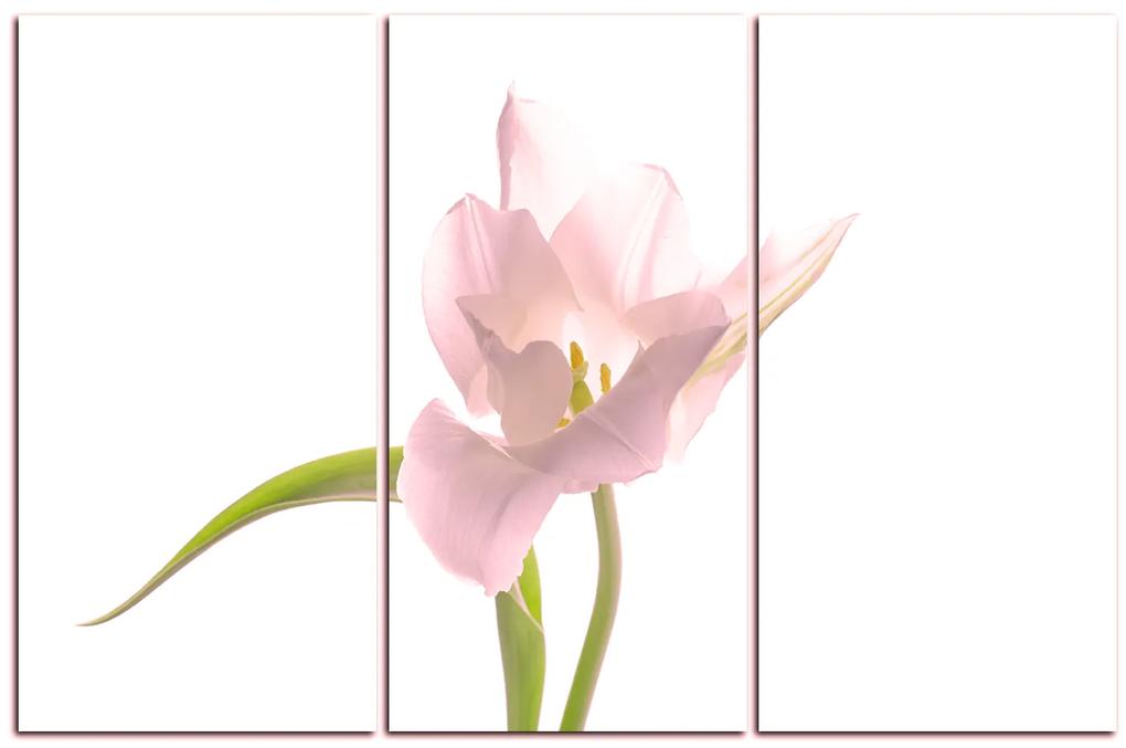 Obraz na plátně - Tulipán 181QB (105x70 cm)