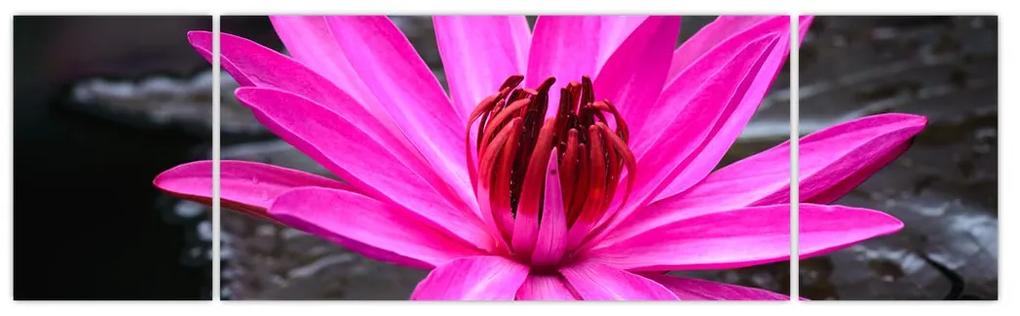 Obraz - růžový květ (170x50 cm)