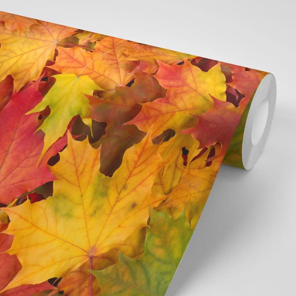 Samolepící fototapeta listy podzimu
