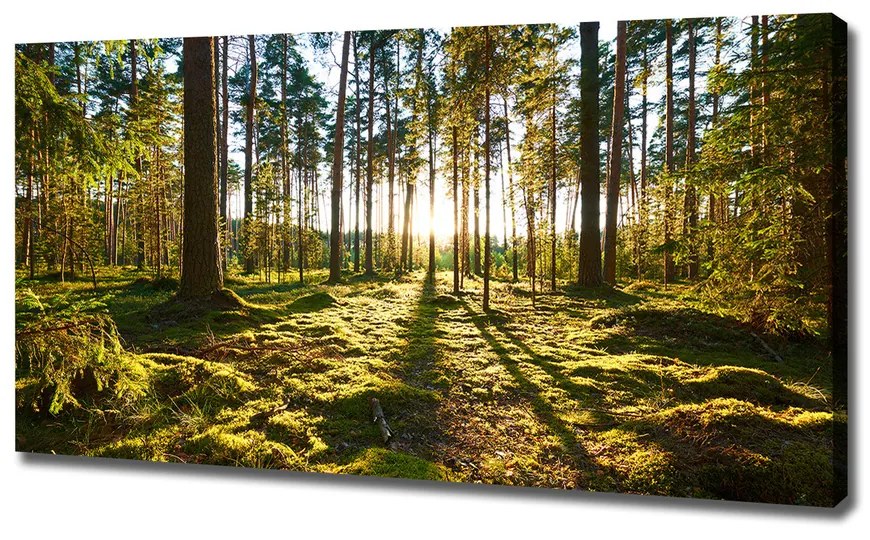 Wallmuralia Foto obraz na plátně Sosnový les 120x60 cm