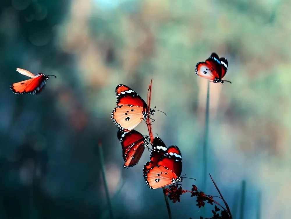 Vícedílný obraz Barevní Motýli V Makro Měřítku Nedostatek Nedostatek Přírodní plátno 200x150