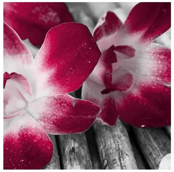 Obraz červeno-bílých květů  (50x50 cm), 40 dalších rozměrů