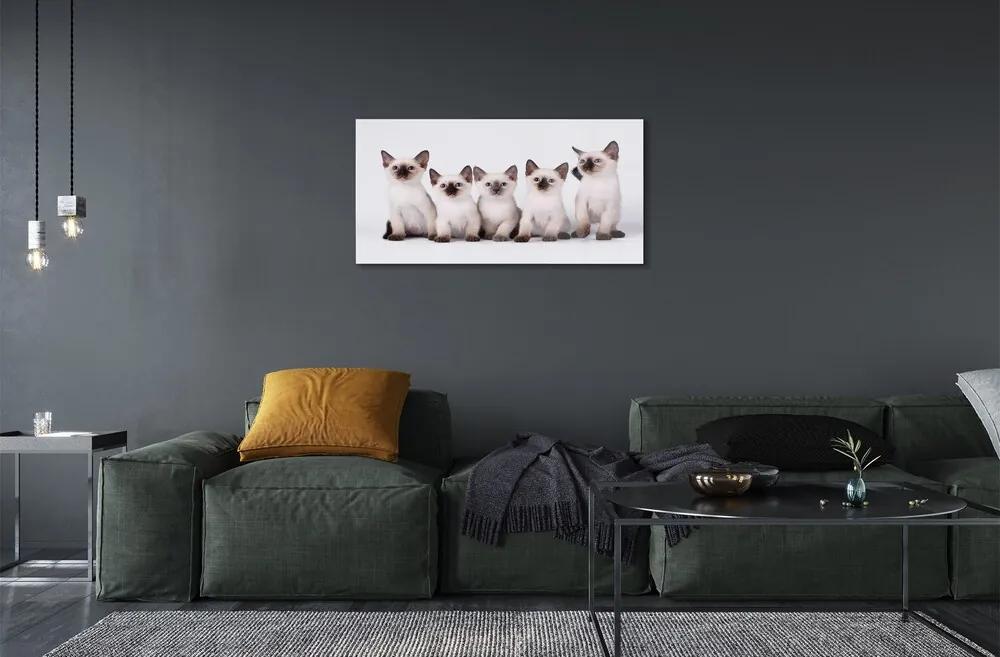 Obraz na skle malé kočky 100x50 cm