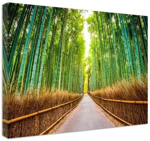 CARO Obraz na plátně - Bamboo Forest 40x30 cm