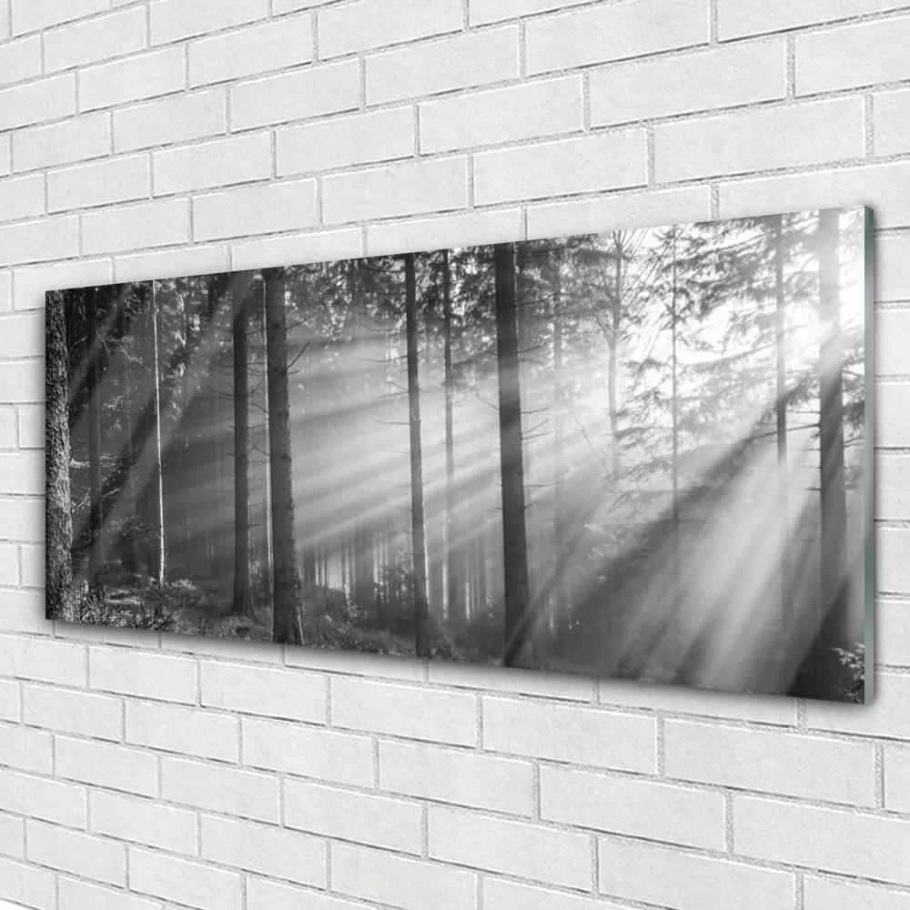 Plexisklo-obraz Les Příroda Paprsky Slunce 125x50 cm