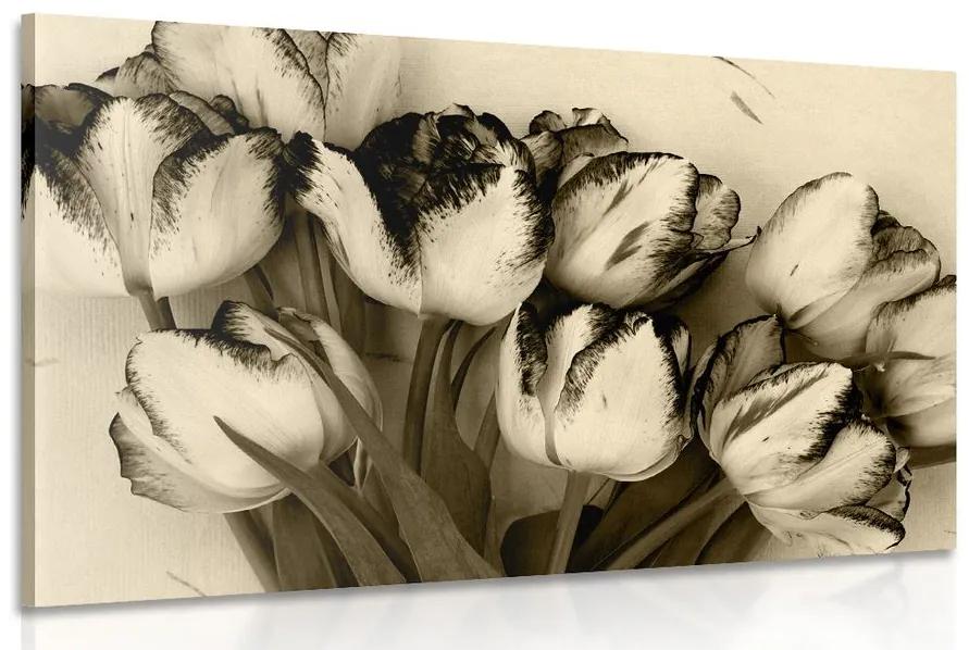 Obraz jarní tulipány v sépiovém provedení