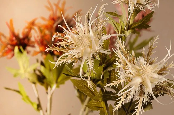 Paramit DRY WILD SEA HOLLY Aranžovací květina růžová 67 cm