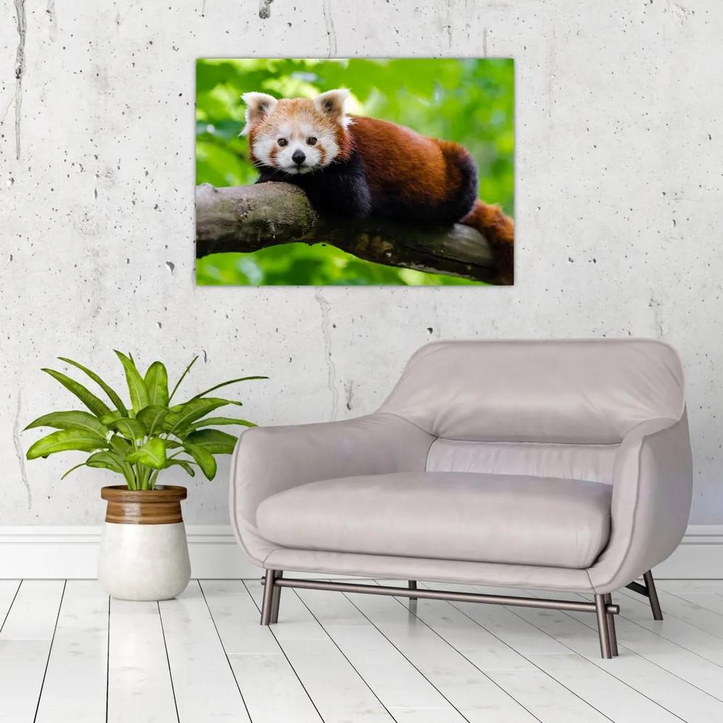 Skleněný obraz pandy červené (70x50 cm)