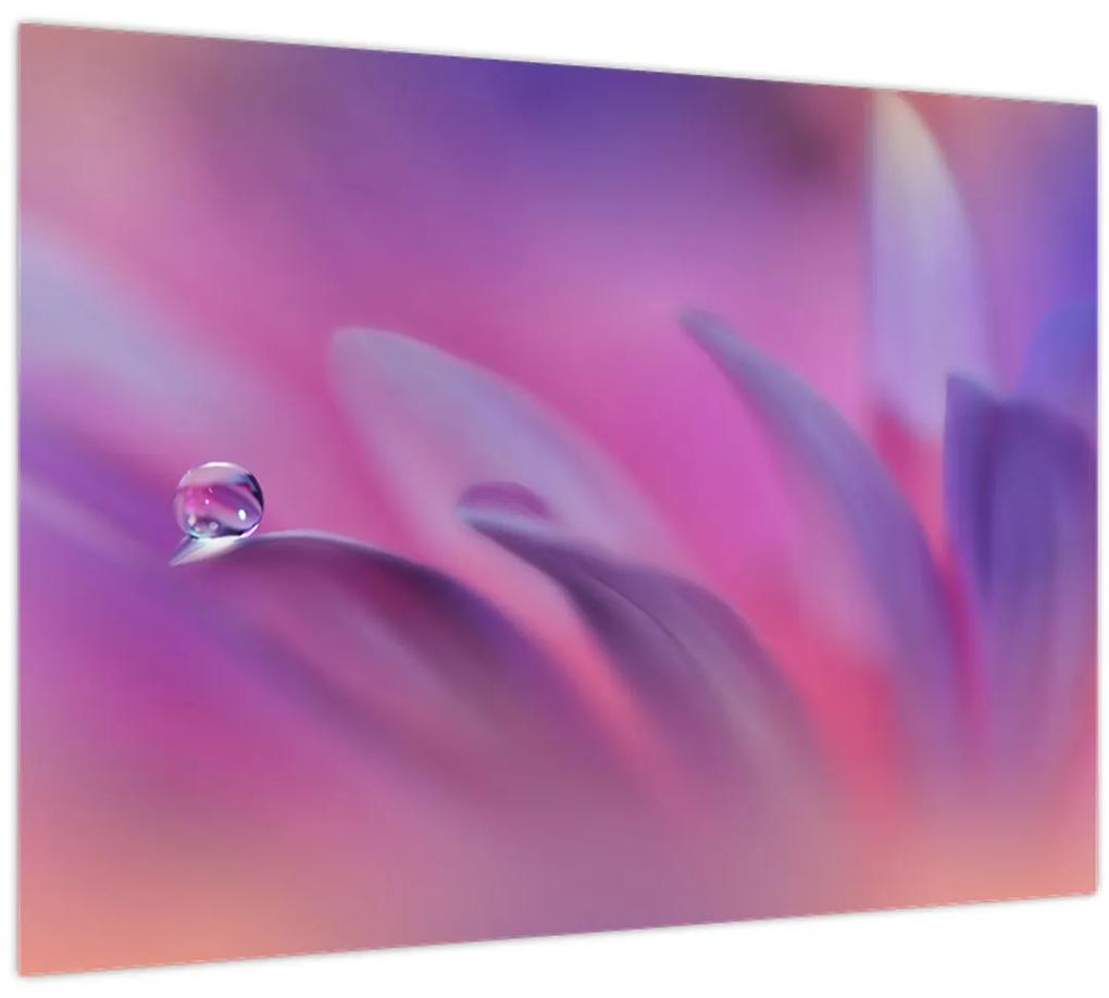 Obraz - Kapka na květu (70x50 cm)
