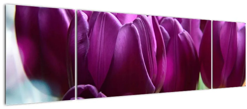 Obraz tulipánů (170x50 cm)