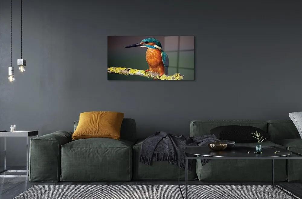 Obraz na skle Barevný pták na větvi 100x50 cm