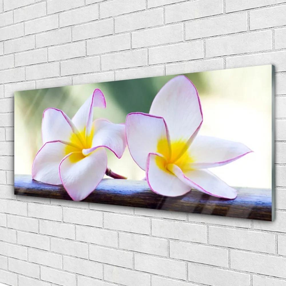 Plexisklo-obraz Květiny Plátky Plumérie 125x50 cm