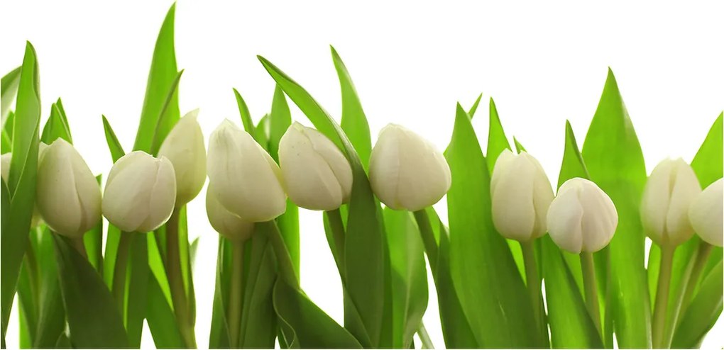 Foto obraz akrylový na stěnu Bílé tulipány
