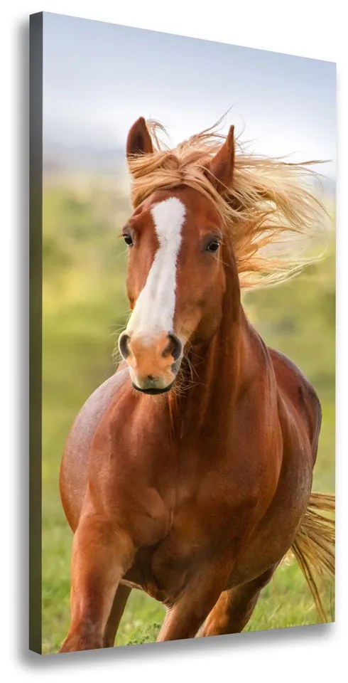 Wallmuralia Foto obraz na plátně Kůň v poklusu 60x120 cm