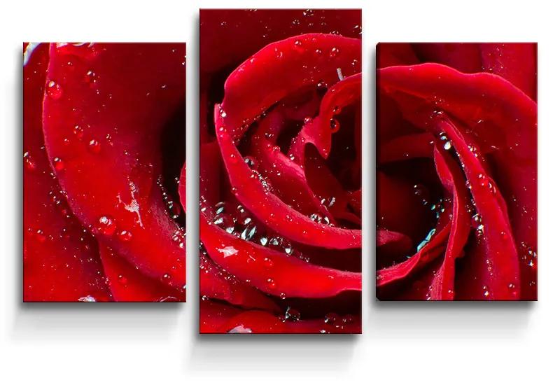 Sablio Obraz - 3-dílný Růže - 75x50 cm