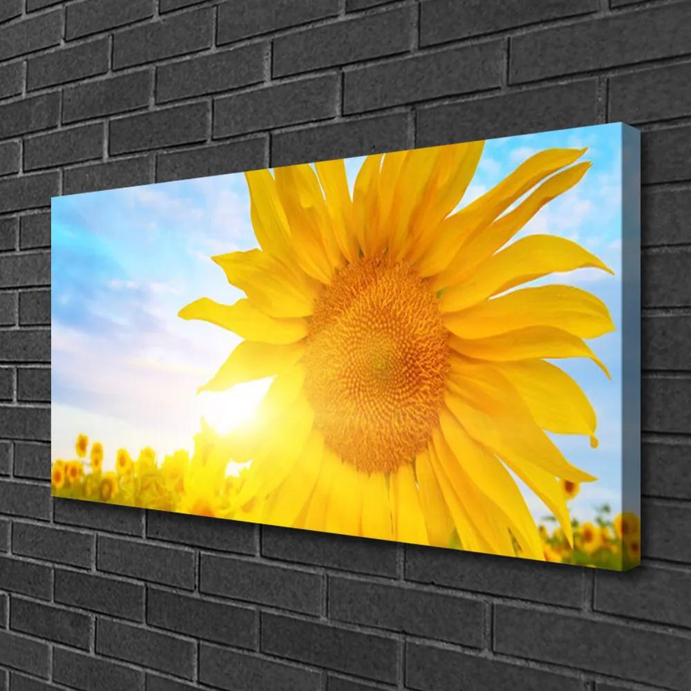 Obraz na plátně Slunečnice Květ Slunce 125x50 cm