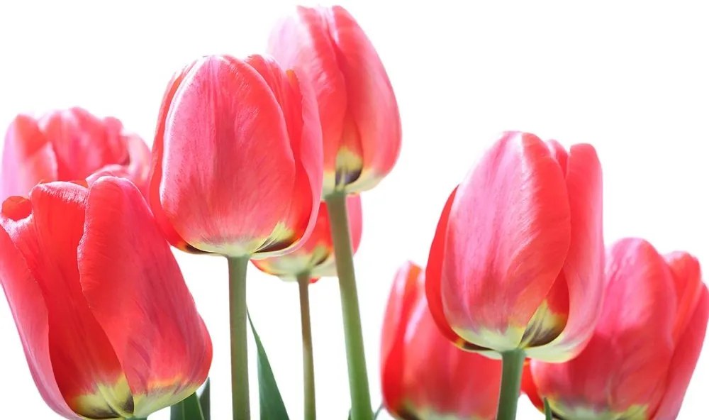 Tapeta červené polní tulipány - 150x100 cm