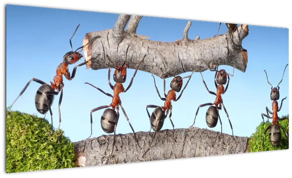 Obraz mravenců (100x40cm)