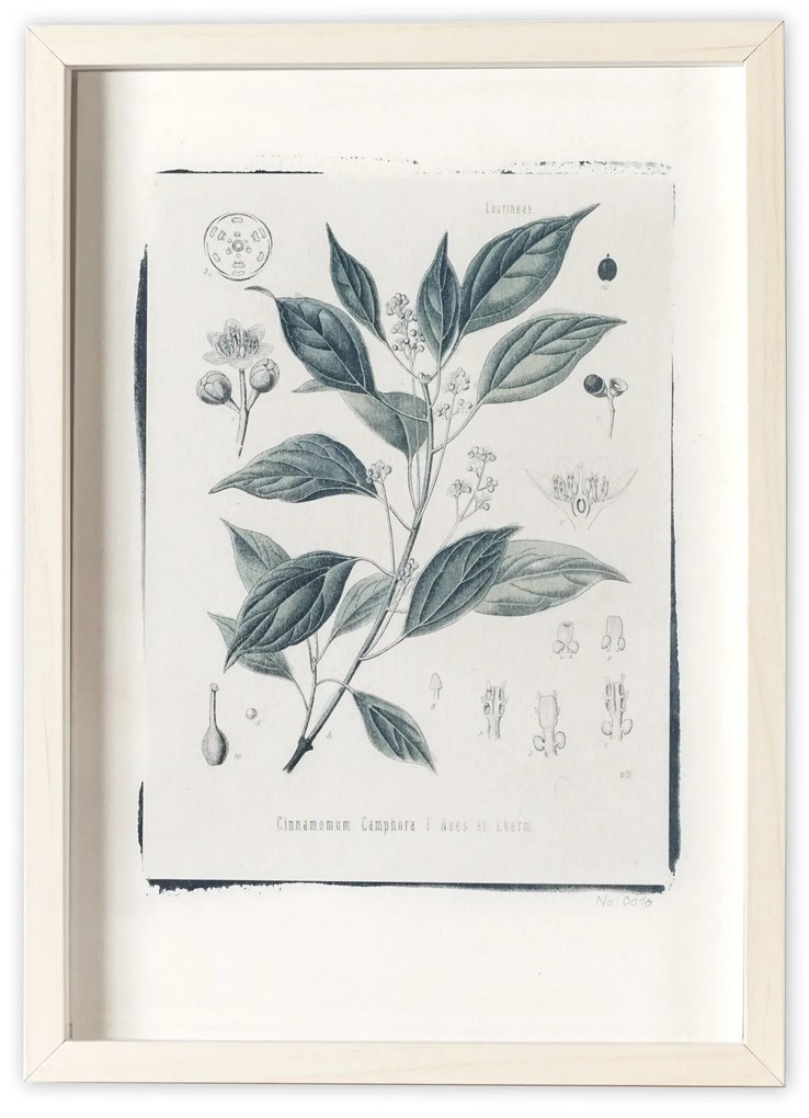 Botanická fotografie na zeď - Skořice - 21 x 30 cm (A4) / s rámem
