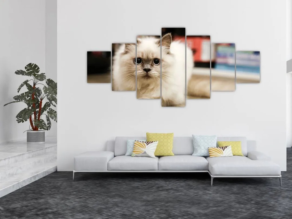 Obraz bílé kočky (210x100 cm)