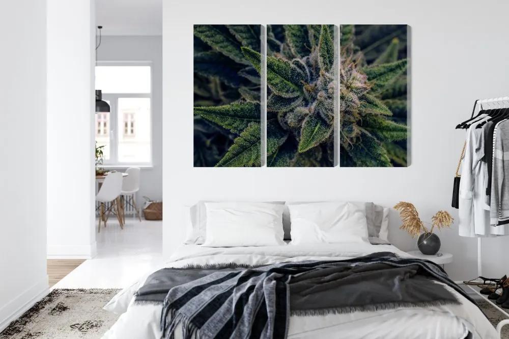 Vícedílný obraz Rostlina Konopí Zblízka Nedostatek Nedostatek Plátno Canvas 180x120