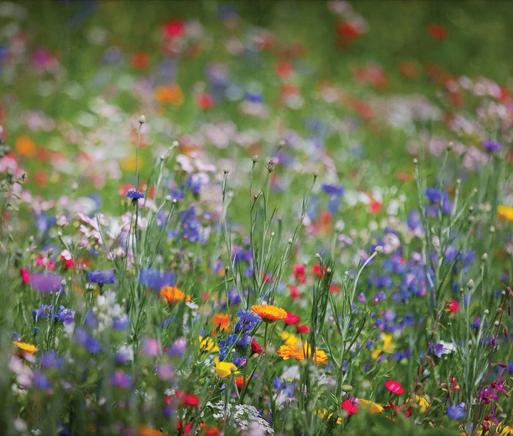 Tchibo - Květinový koberec Včelí louka - barva: bílá