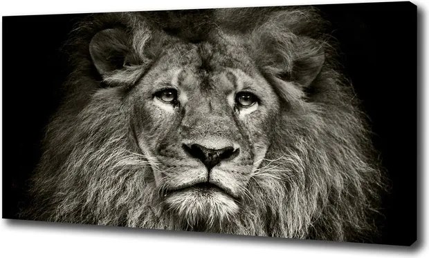 Nástěnný obraz s fotografií na plátně Černobílý lev 100x50 cm