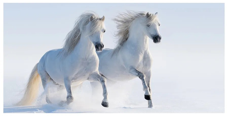 Wallmuralia Foto obraz akrylový na stěnu Dva koně ve sněhu 120x60 cm