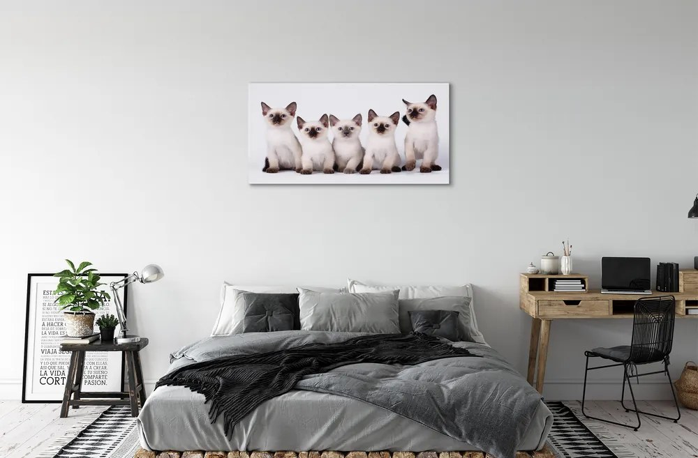 Obrazy na plátně malé kočky 125x50 cm