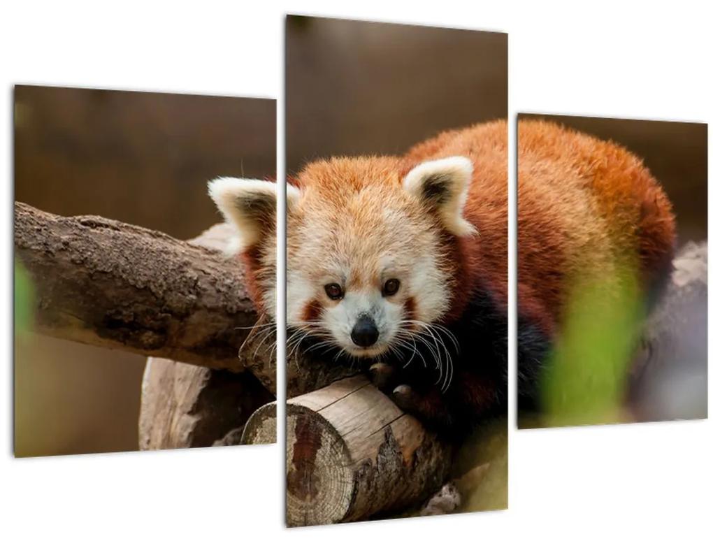 Obraz pandy červené (90x60 cm), 40 dalších rozměrů