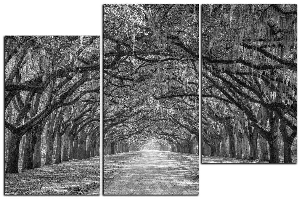 Obraz na plátně - Historické dubové stromy lemované polní cestou 1239QD (105x70 cm)