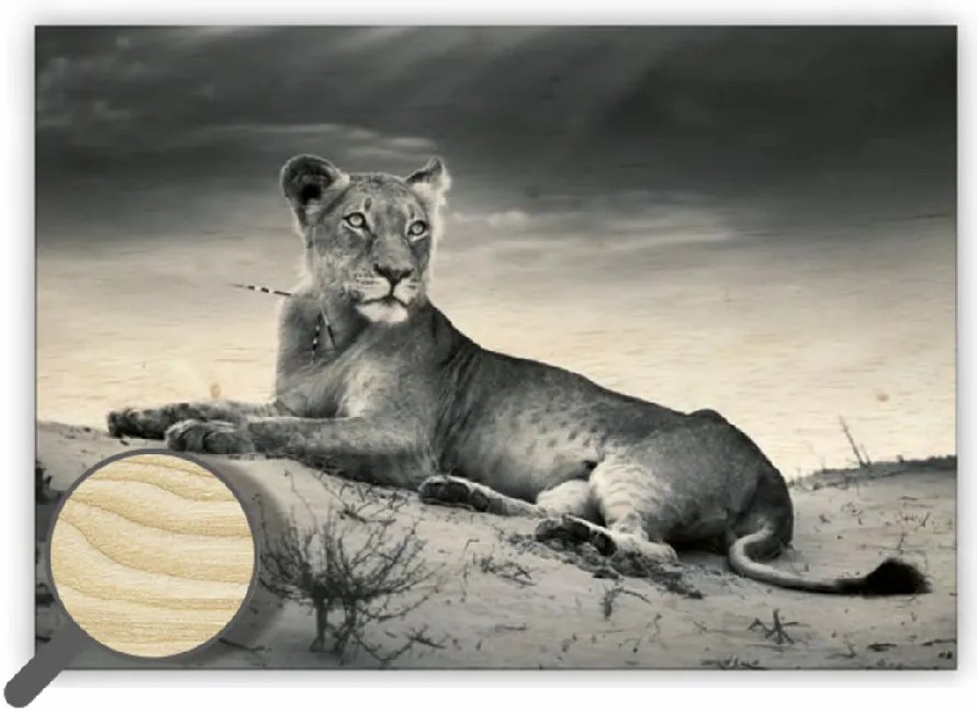 Helma 365, Moderní dřevěný obraz na stěnu Lioness s motivem zvířata - lev, černobílý obraz