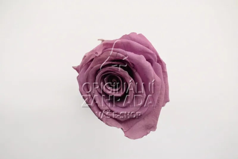 Stabilizovaná růže - lila