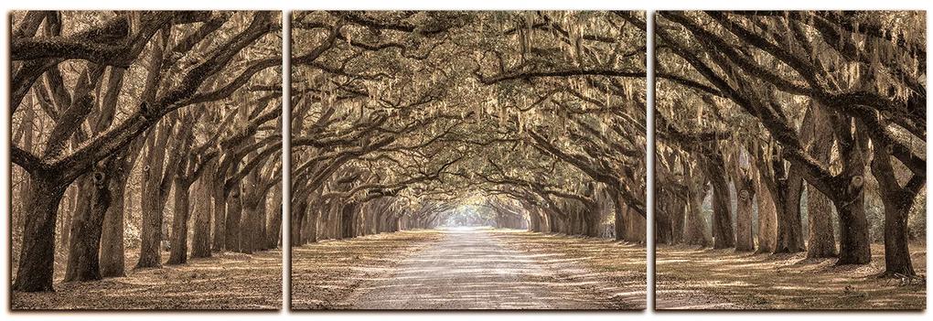 Obraz na plátně - Historické dubové stromy lemované polní cestou - panoráma 5239FC (150x50 cm)