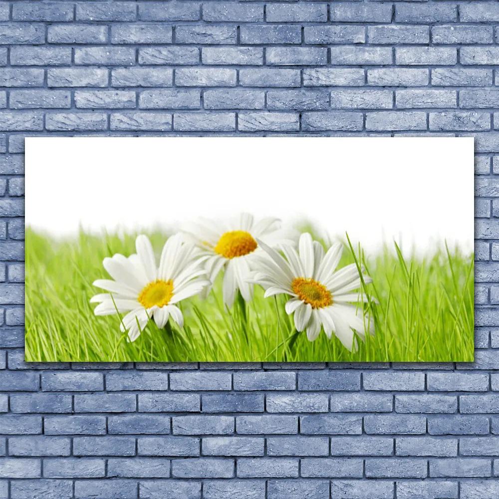 Plexisklo-obraz Sedmikráska Květiny Rostlina 120x60 cm